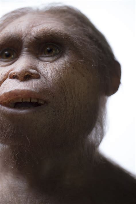 The Hobbits Of Flores Fossils Shed Light On Mysterious Island