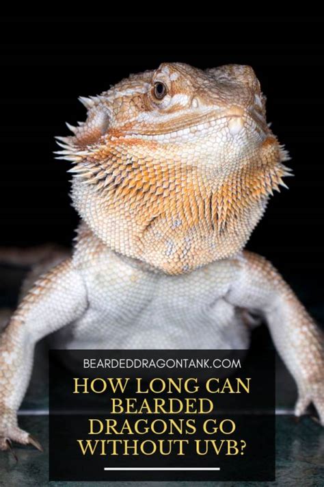 How Long Can Bearded Dragons Live Without Uv Light Bearded Dragon Tank