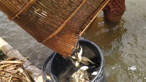 পুটি মাছ ধরার ফাঁদ How To Trap Deshi Fish In Rainwater Fishing With