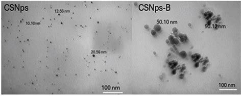 Enhanced Antibacterial Efficacy Of Levilactobacillus Brevis Bacteriocin With Chitosan