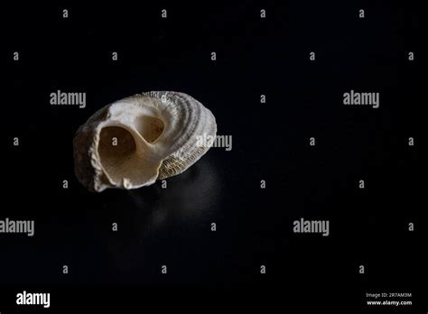 Sea Shells Design Pattern And Design Double Exposure Stock Photo Alamy