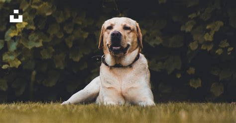 풀밭에 누워있는 성인 노란색 래브라도 리트리버 사진 Unsplash의 무료 젤가바 이미지