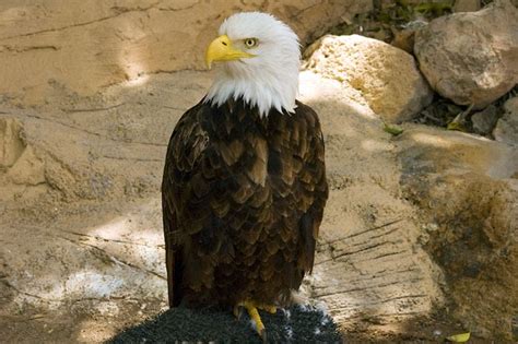 Photo cre arte La renovación del águila