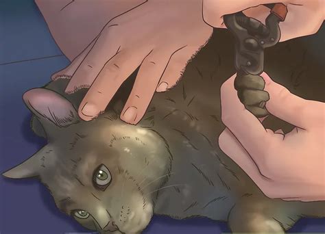 How To Extract Information From Your Cat Using Advanced Interrogation Techniques R Disneyvacation