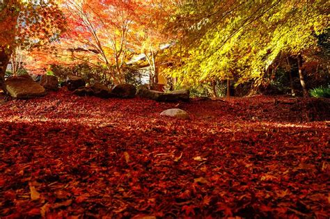 2023年12月4日最新円光寺の紅葉が見頃です津市 観光三重 かんこうみえ 三重県の観光旅行情報はここ