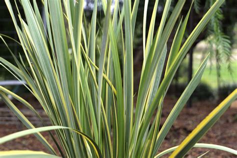 Long Leaf Archives Ozbreed Plants