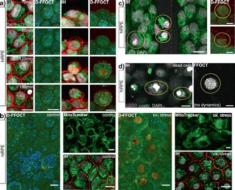 Cell Phenotypes Nuclei Were Labelled With Dapi Red Dashed Lines Show