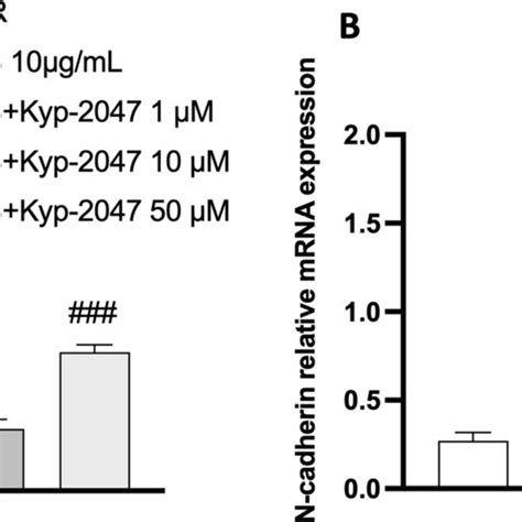 Effect Of Kyp 2047 On Emt Markers Qrt Pcr Was Used To Measure Mrna