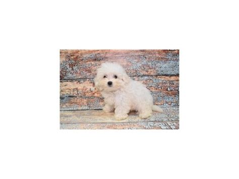 Malti Poo Puppy Cream Id27957 Located At Petland Lake St Louis