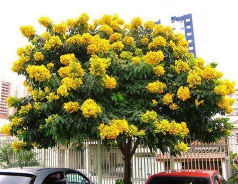 Cassia Tree Height