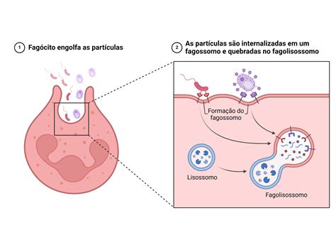 Como Acontece A Fagocitose Cursau Educação Blog