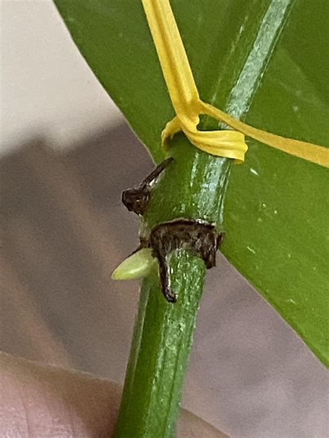 Keiki Paste Experiment To Stimulate Growth On Pothos Leaf Scar It Works R Houseplants