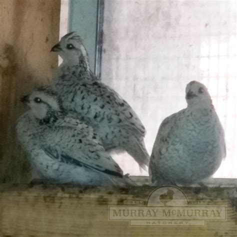 Murray Mcmurray Hatchery Juvenile Snowflake Bobwhite Quail