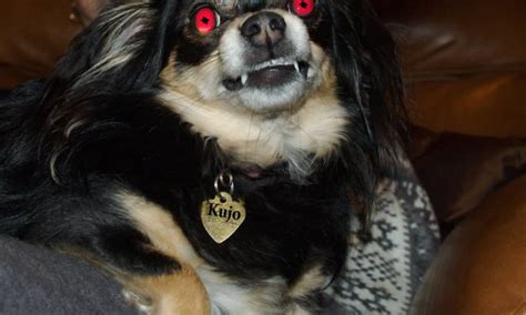 Entra A Robar A Una Casa Y Se Asusta Al Toparse Con Un Perro Chihuahua