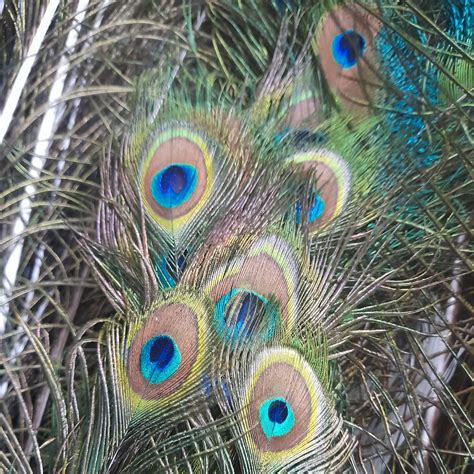 خرید و قیمت پر طاووس طبیعی سایز 35 تا 55 سانت از غرفه عطاری پرهام