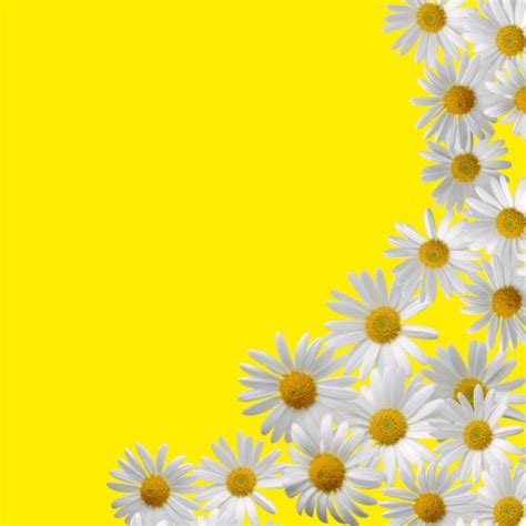 Фон с ромашками Фон Ромашки