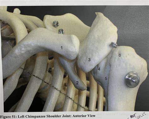 Left Chimp Shoulder Joint Anterior View Diagram Quizlet