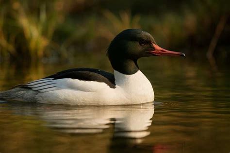 The Common Merganser An Insight Into The Life Of A Striking Waterfowl