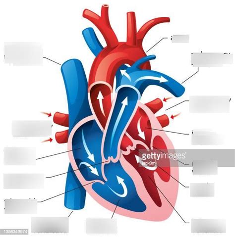 Unit Heart Diagram Diagram Quizlet