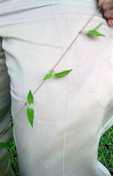 Difficult To Identify Vining Weed In Yard