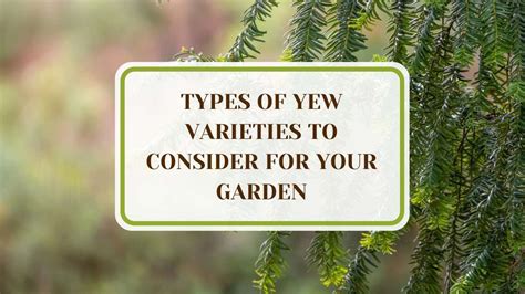 Types Of Yew Varieties To Consider For Your Garden Plant America