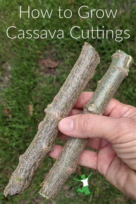How To Plant And Grow Cassava Root Healthy Home Economist