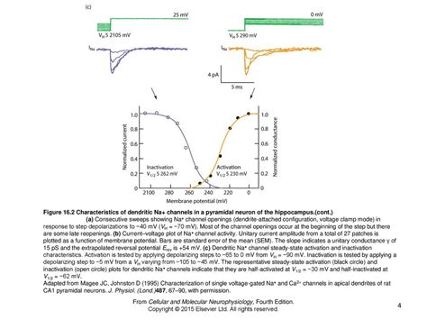 Chapter 16 Somato Dendritic Processing Of Postsynaptic Potentials Iii