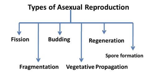 Asexual Fragmentation Diagram