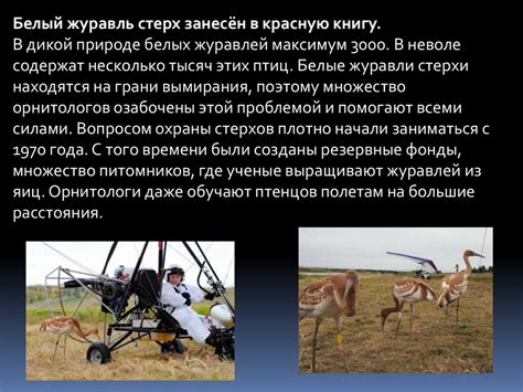 Птица стерх презентация онлайн