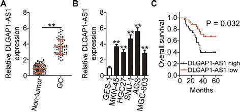 Figure 1 From Long Noncoding Rna Dlgap1 As1 Promotes The Aggressive
