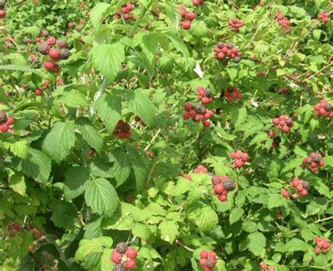 Rubus O Munger Black Raspberry Laurens Garden Service And Native