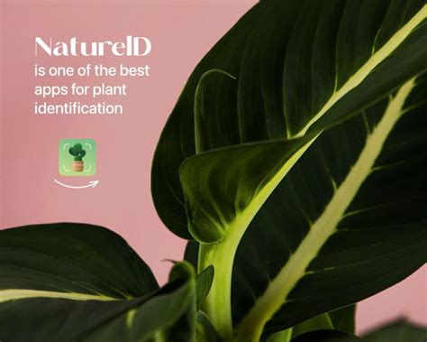 Aiby On Linkedin Aiby Natureid Natureidapp Mobdev Ai Android
