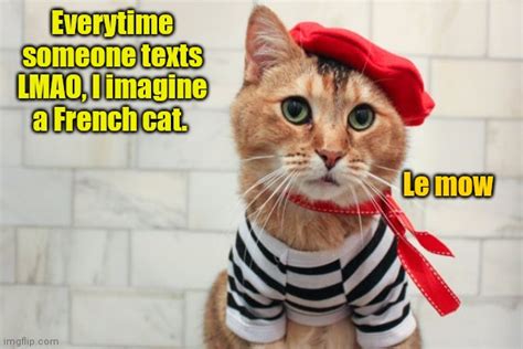 Lmao French Cat Memes Your White Cat Has A Middle Part 😭