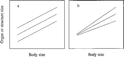 how ditrerences in allometry coefficients lead either to differences in