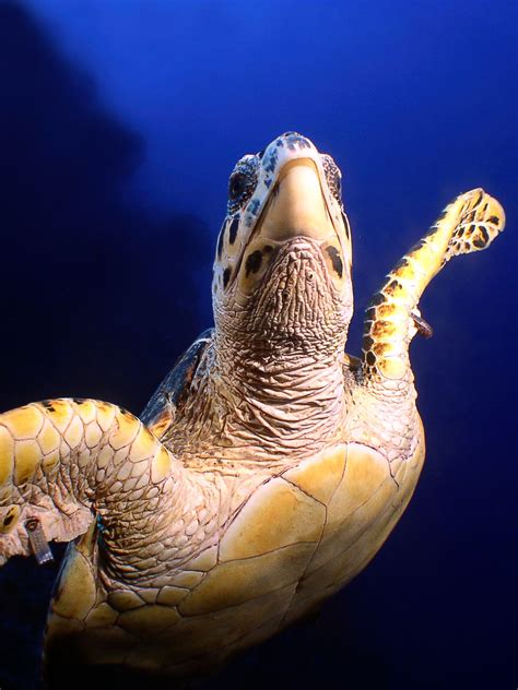 Hawksbill Sea Turtle