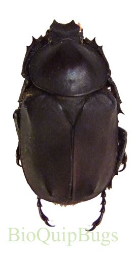 Dicranocephalus Adamsi Bioquipbugs