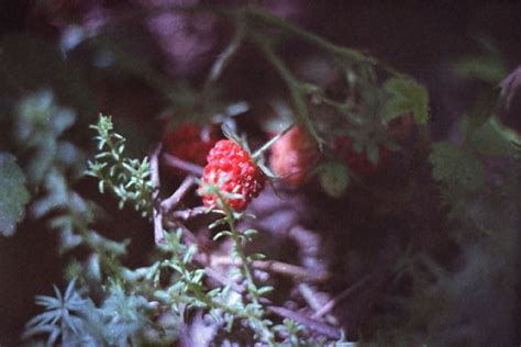 Macro Photos With Zenit E Camera Stories Of Objects