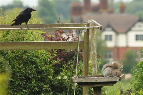 Between Human And Crow Center For Humans Nature