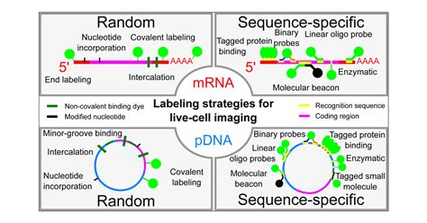 Dna To Mrna Sequence Example