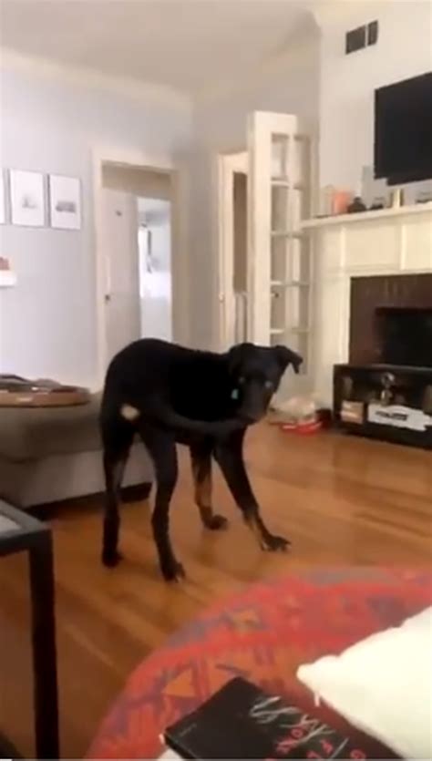 Hund Bekommt Seinen Schwanz Zu Fassen Das Video Ist Extrem Süß