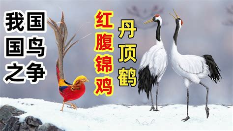 我国的国鸟是什么红腹锦鸡与丹顶鹤之争还有黑马加入角逐 YouTube