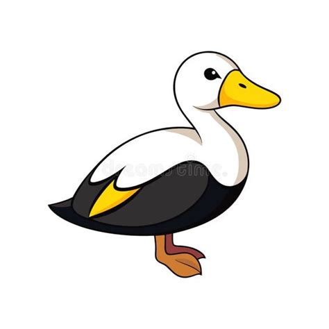 King Eider Bird Realistic Illustration Stock Illustration Illustration Of Color Graphic
