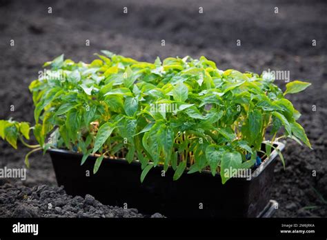Seedling pot Fotos und Bildmaterial in hoher Auflösung Alamy