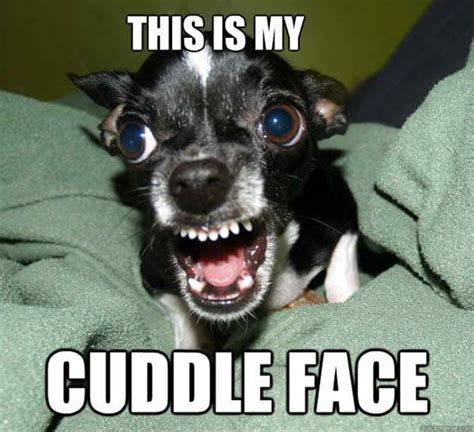 25 Cutest Cuddle Memes