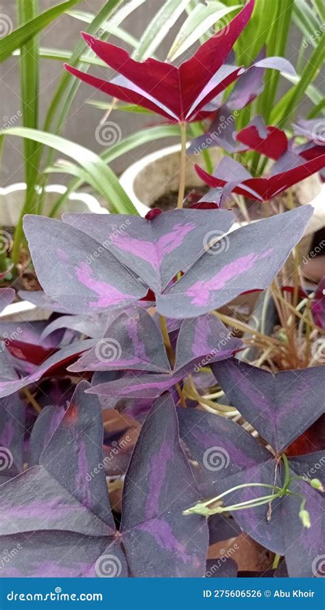 A Plant Called Oxalis Triangularis Has A Shape Like A Butterfly And Is