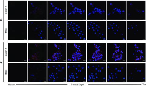 confocal microscopy z stack