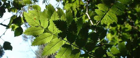Rowan Tree Species Forestry England