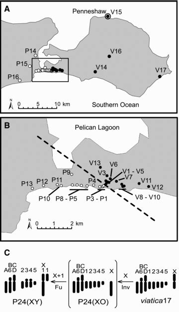 Genetic Analysis Of A Chromosomal Hybrid Zone In The Australian
