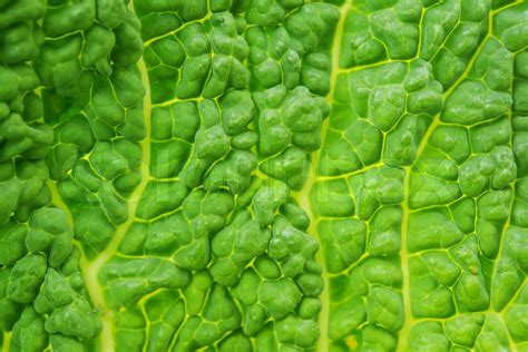 Savoy Cabbage Leaf Texture Macro Background Stock Image Colourbox