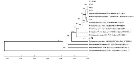 phylogenetic tree constructed with mega x based on the 16s rdna